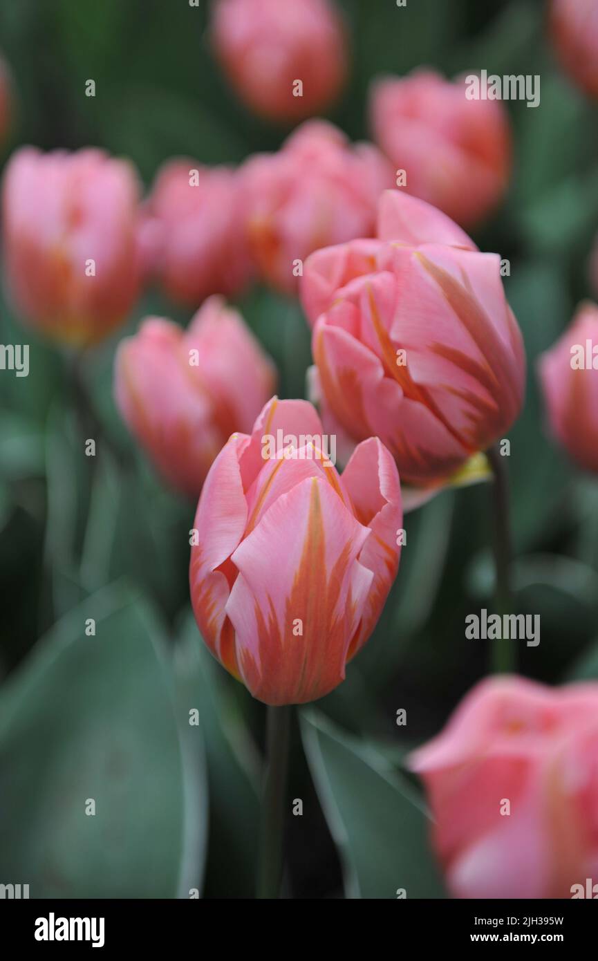 Pink with orange flame pattern Triumph tulips (Tulipa) Pretty Princess ...