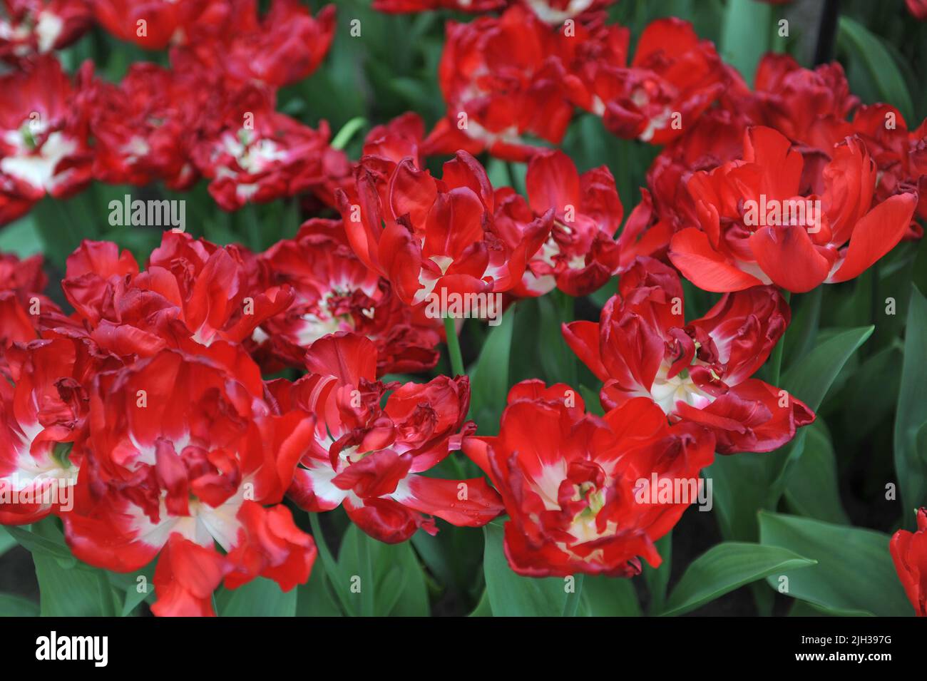Prince of marvel hi-res stock photography and images - Alamy