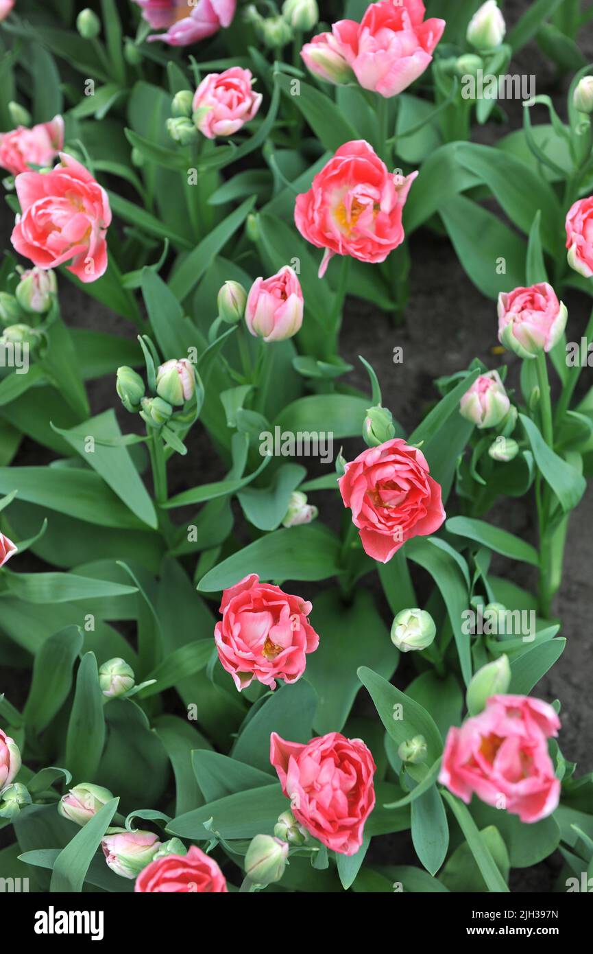 Pink multi-flowered Double Late tulips (Tulipa) Princess Angelique ...