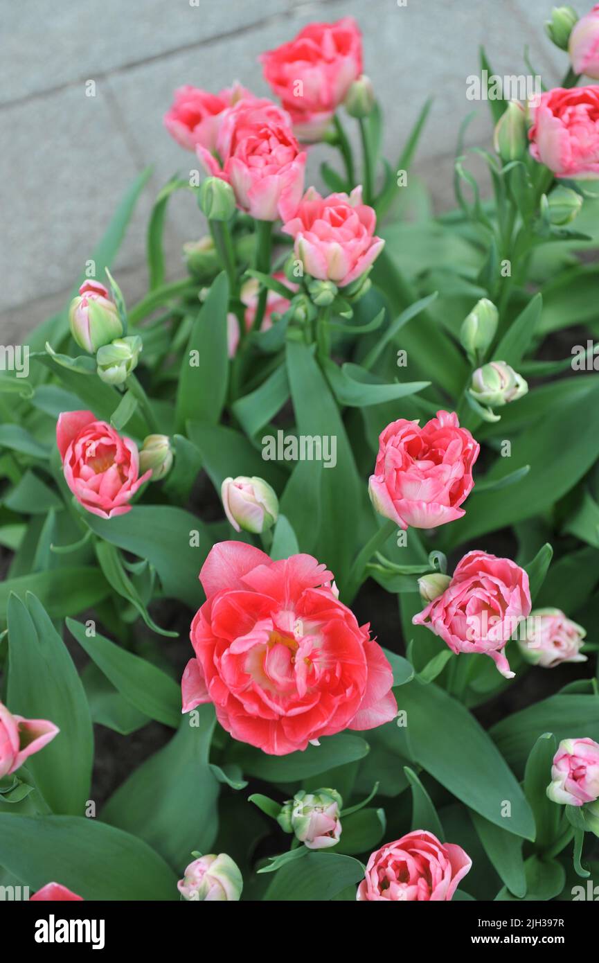 Pink multi-flowered Double Late tulips (Tulipa) Princess Angelique ...