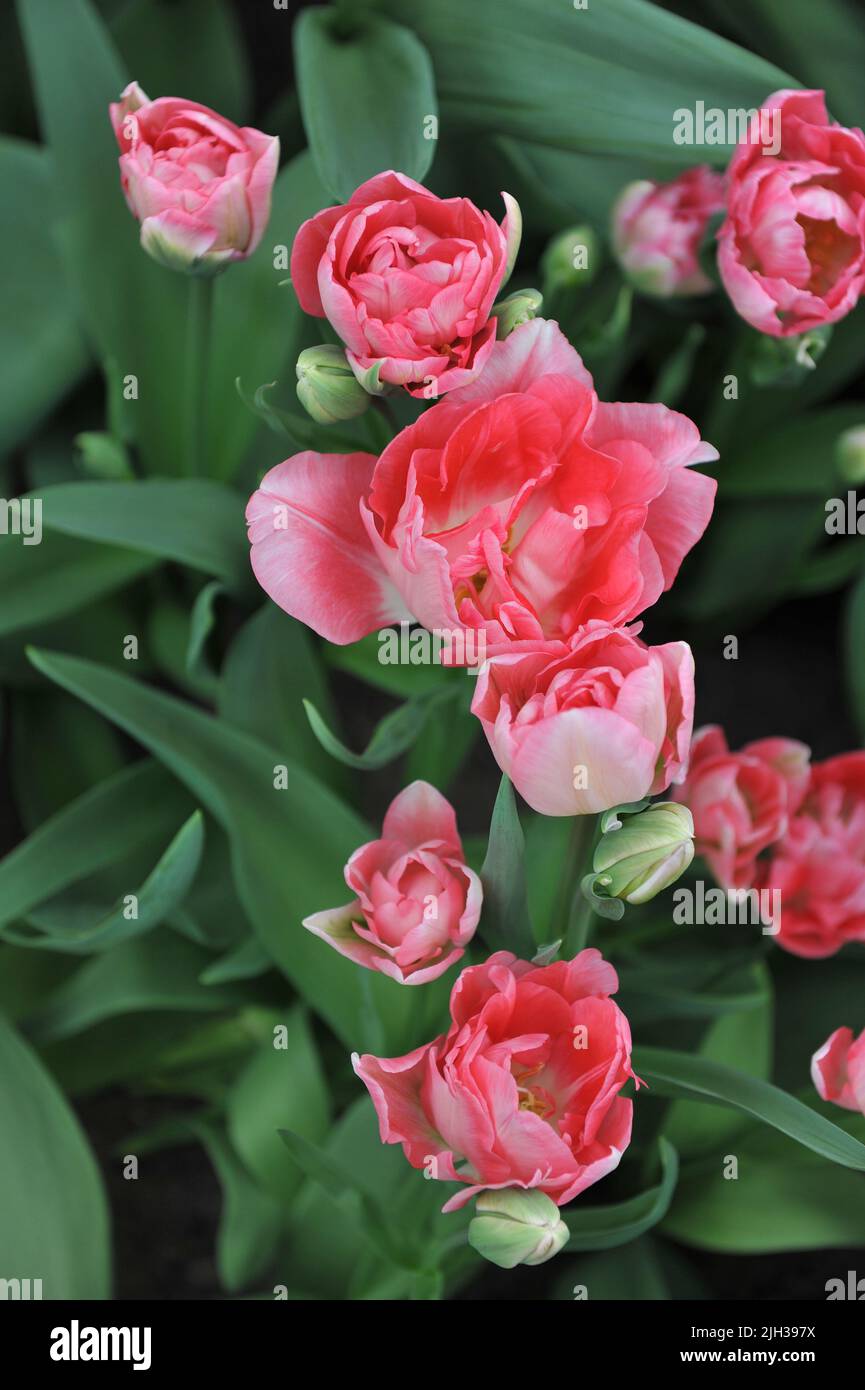 Pink multi-flowered Double Late tulips (Tulipa) Princess Angelique ...