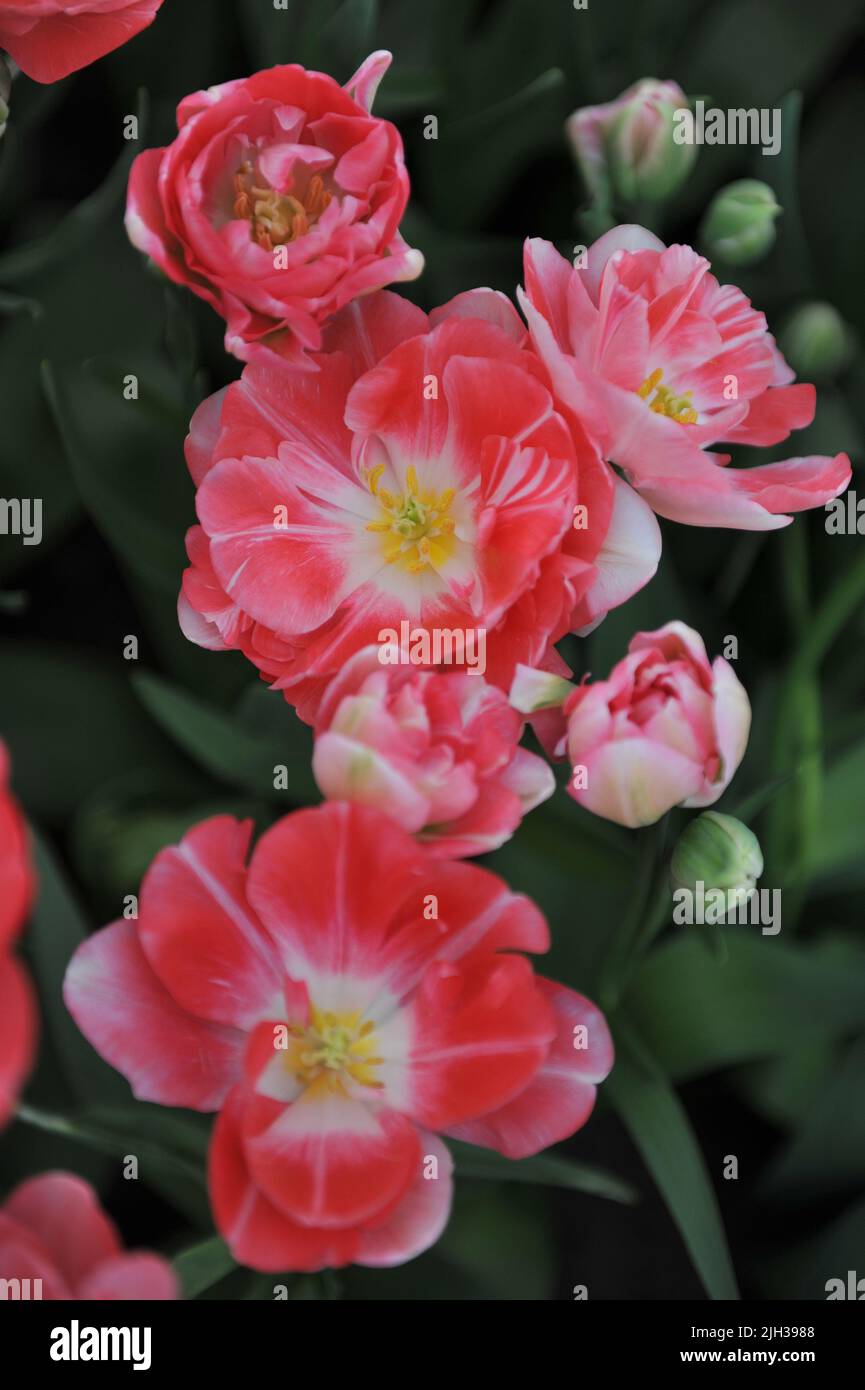 Pink multi-flowered Double Late tulips (Tulipa) Princess Angelique ...