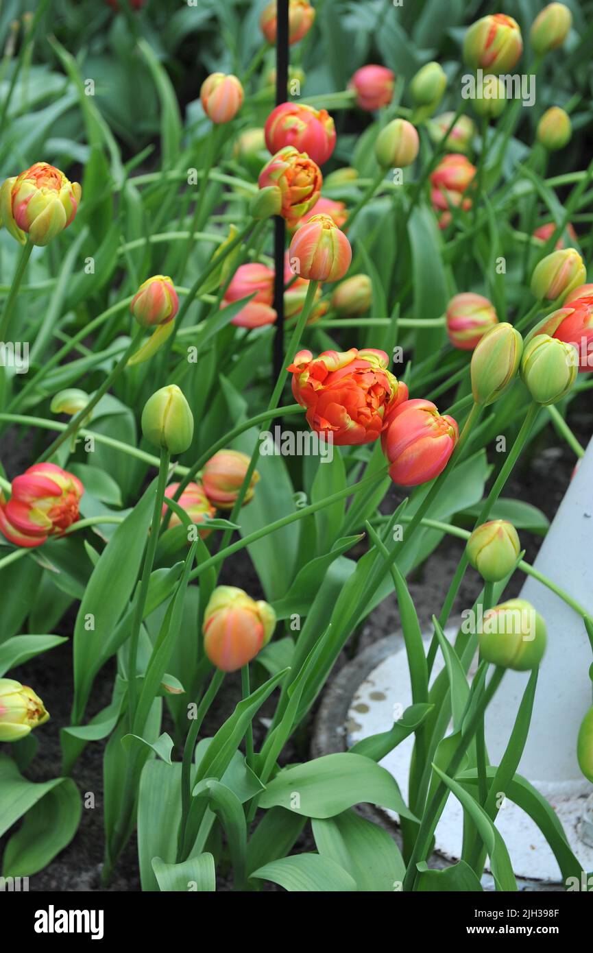 Red princess tulip hi-res stock photography and images - Alamy