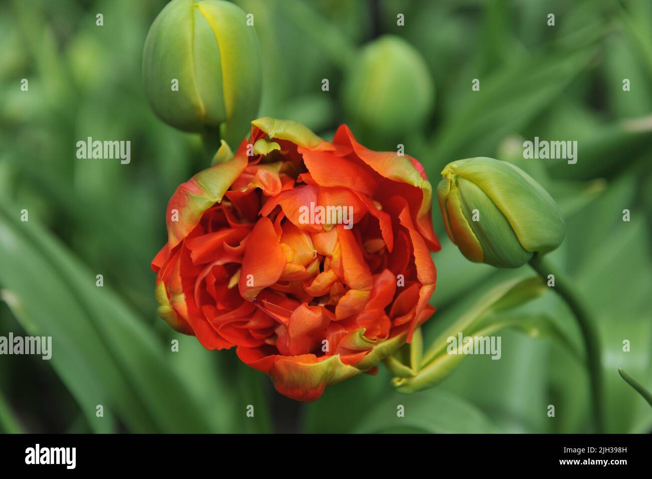 Tulip red princess hi-res stock photography and images - Alamy