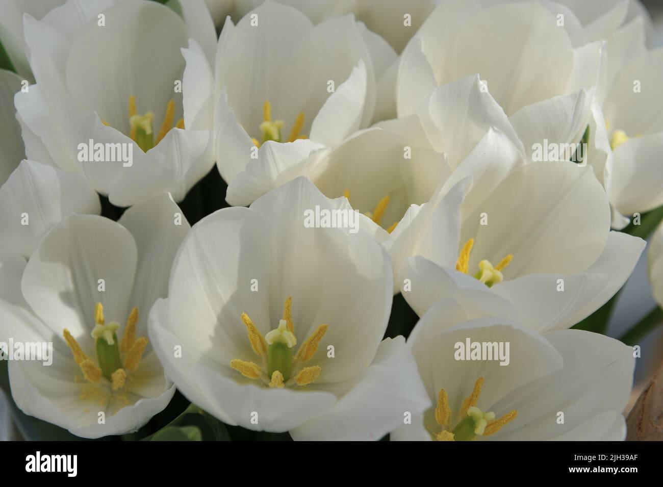 White Triumph tulips (Tulipa) Princess Victoria bloom in a garden in ...