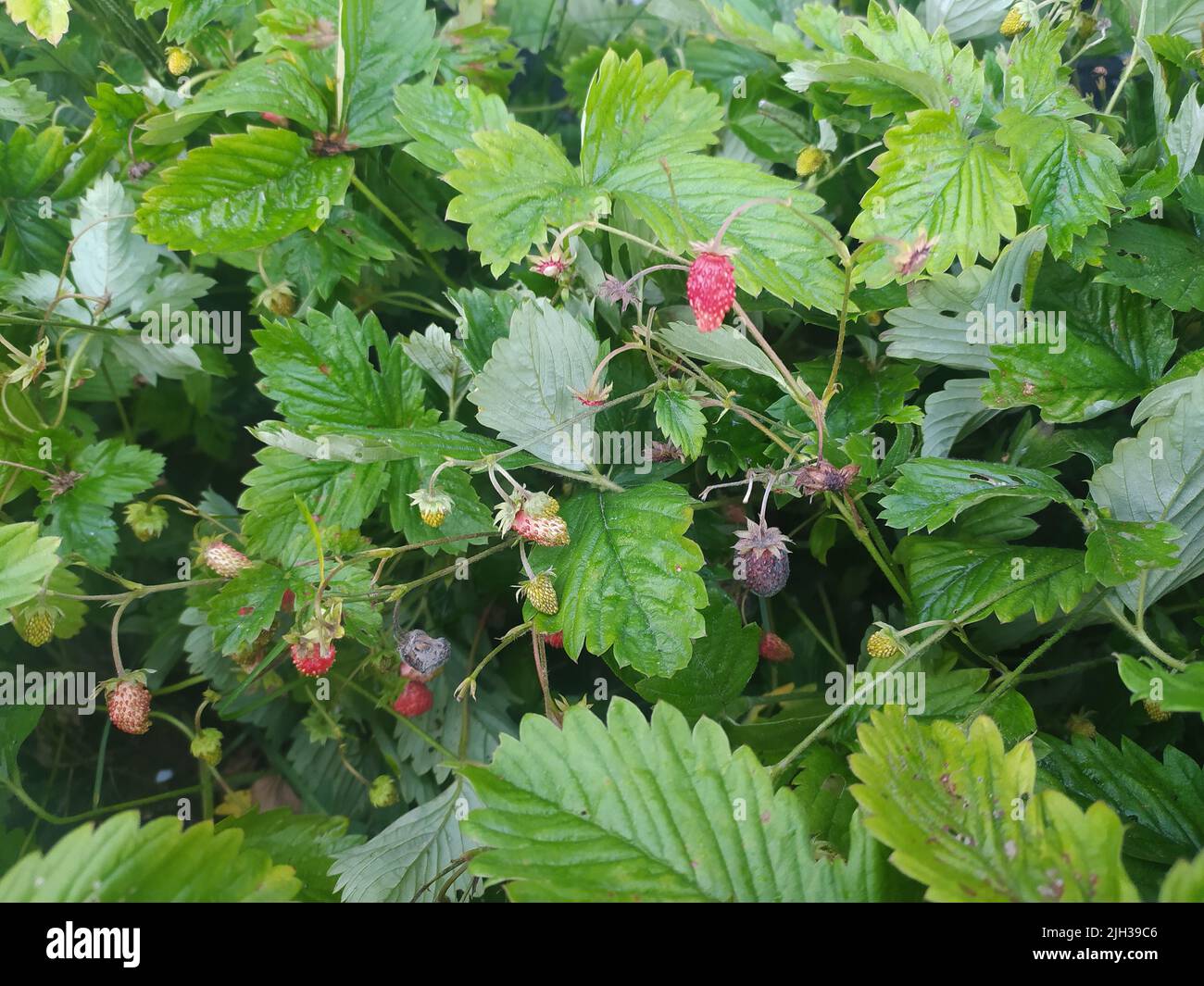 Russia. St. Petersburg and Leningrad region. Nature of the Leningrad ...