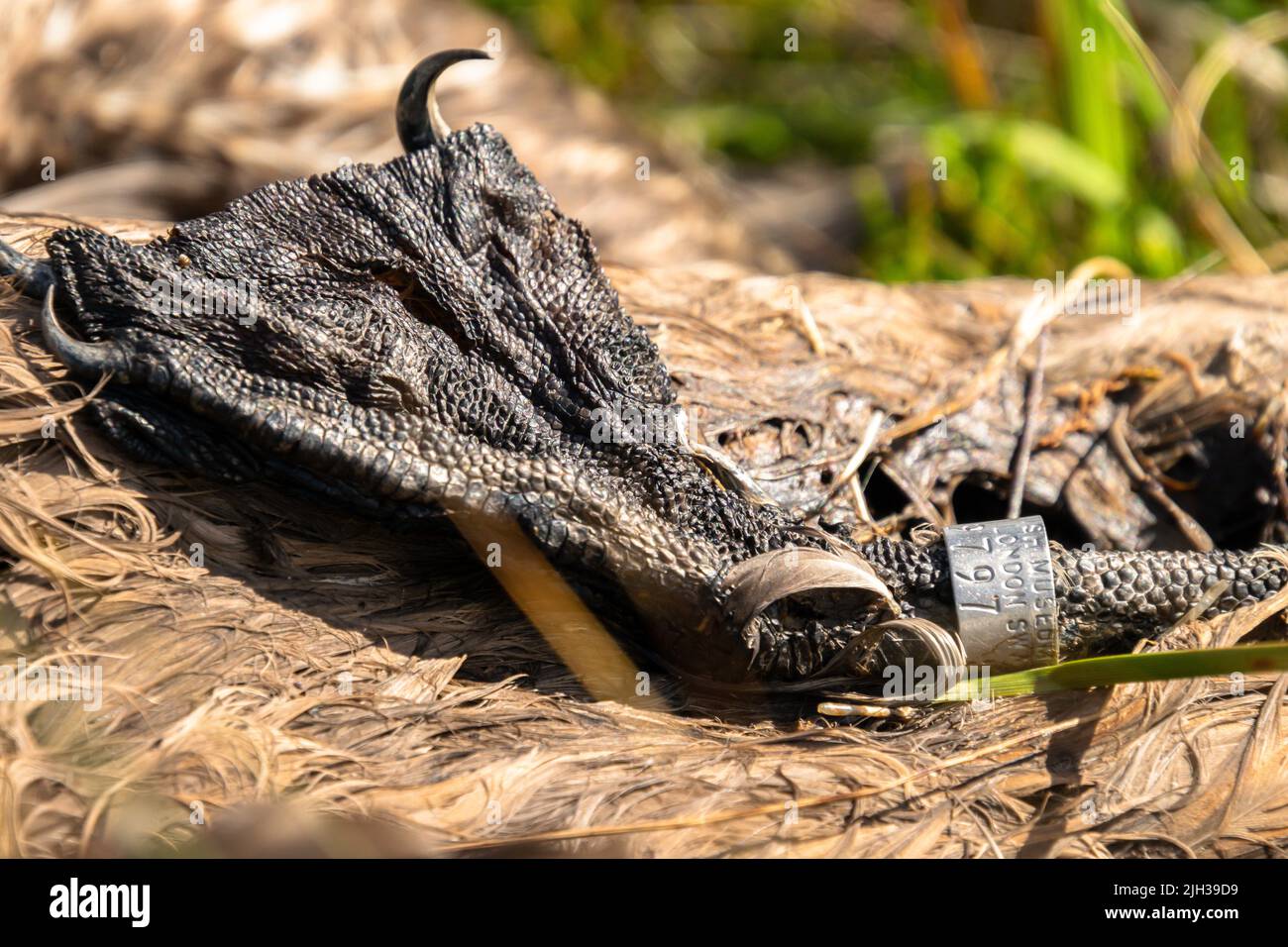 The foot of a dead great skua wearing a BTO bird ring Stock Photo - Alamy