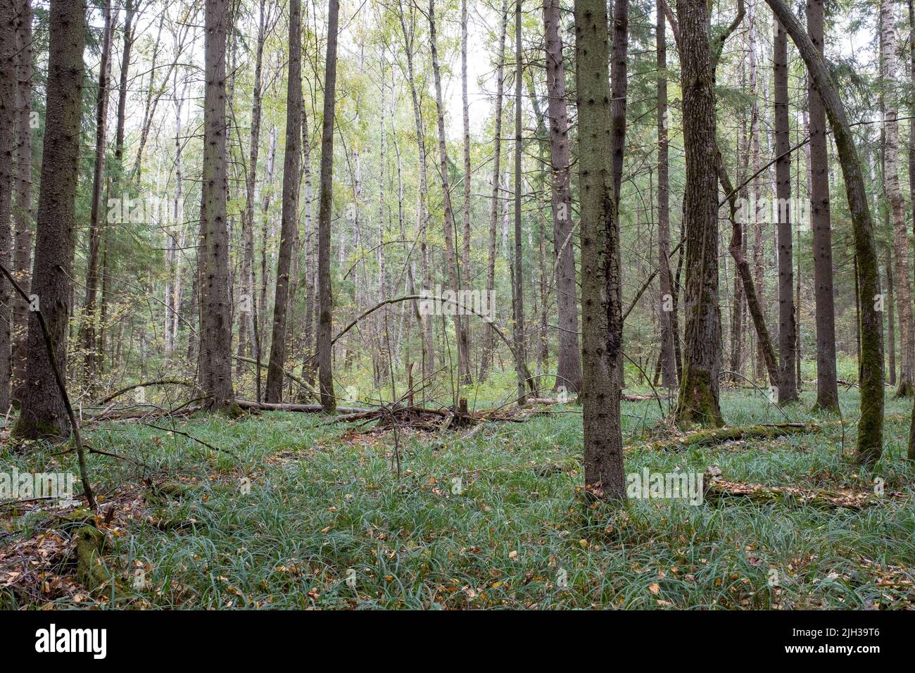 Summer forest landscape. Background from a pine trees for poster ...