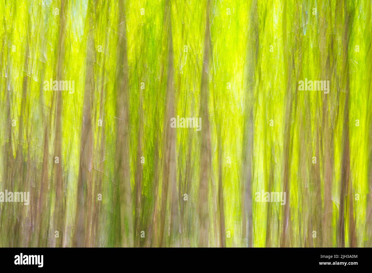 Abstract motion blur spring summer green forest sunny texture ...