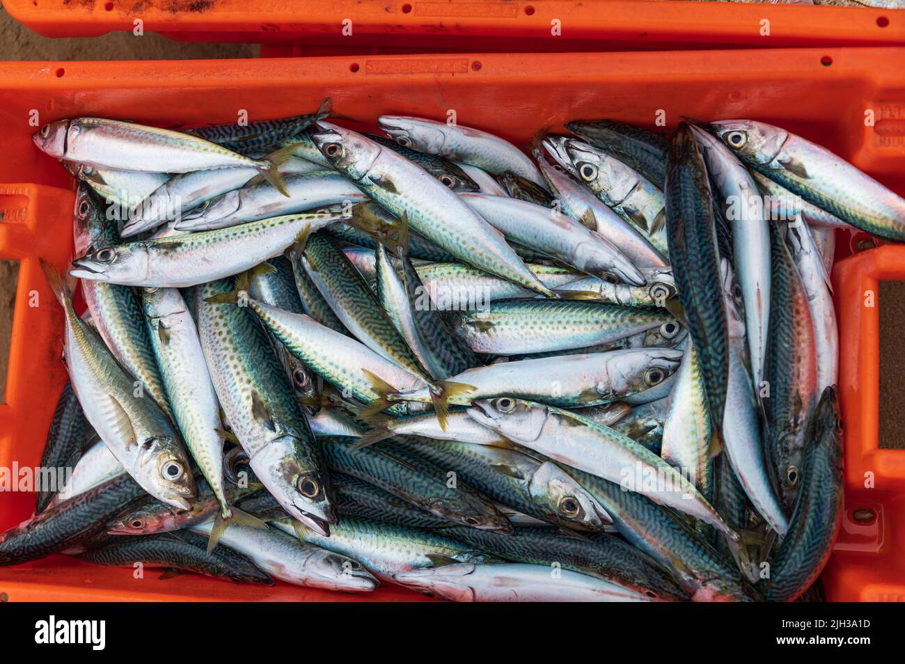 fresh mackerel fish in a orange box Stock Photo - Alamy