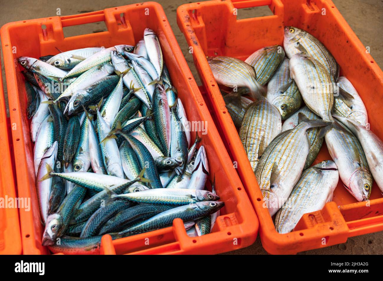 fresh fish Breams and mackerel in orange boxes Stock Photo - Alamy