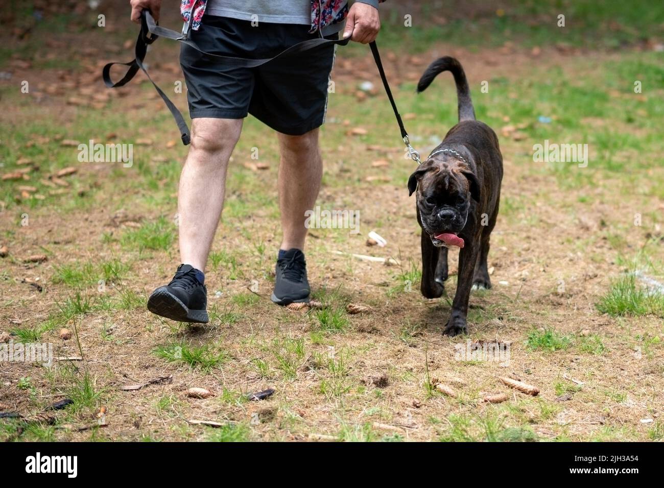 A boxer of dark color, with an undocked tail, sticking out his tongue ...