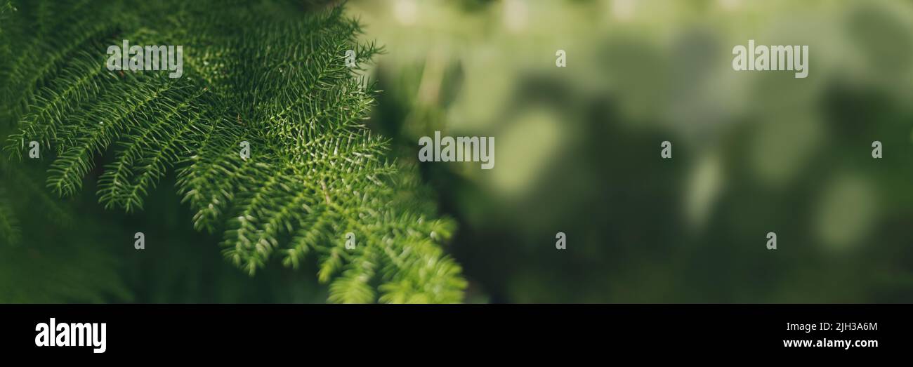 green slender leaves on a blurred background. Web banner Stock Photo ...