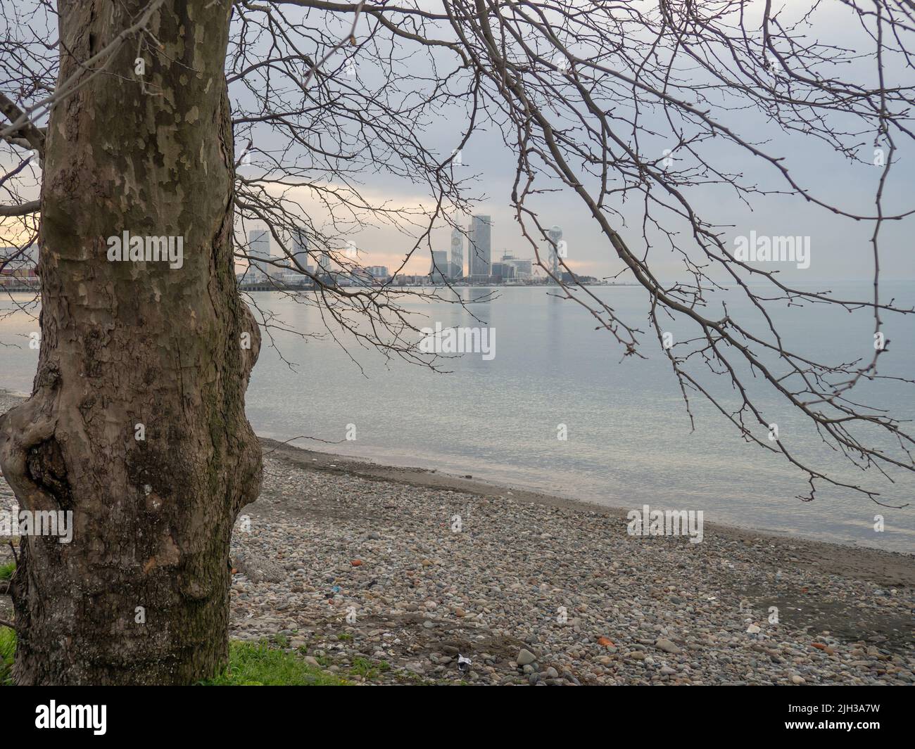 Tree on the seashore. Southern tree species. lonely plant. Nature and ...