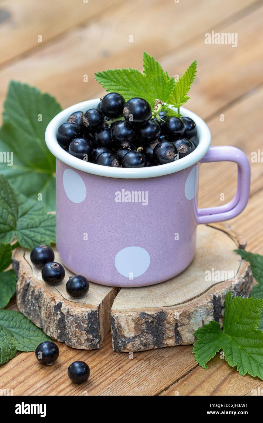 Summer harvest black currants in hi-res stock photography and images ...