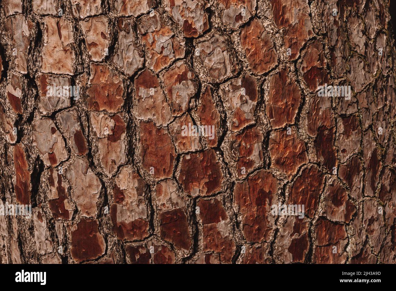 Pine bark background, close-up. Natural texture pine skin. Relief ...