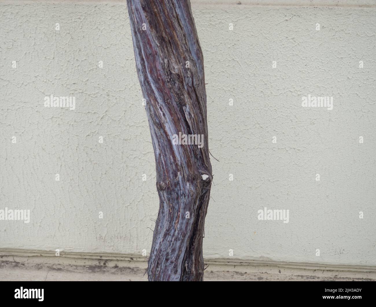Tree trunk on the background of the wall. Thin tree trunk. Southern ...