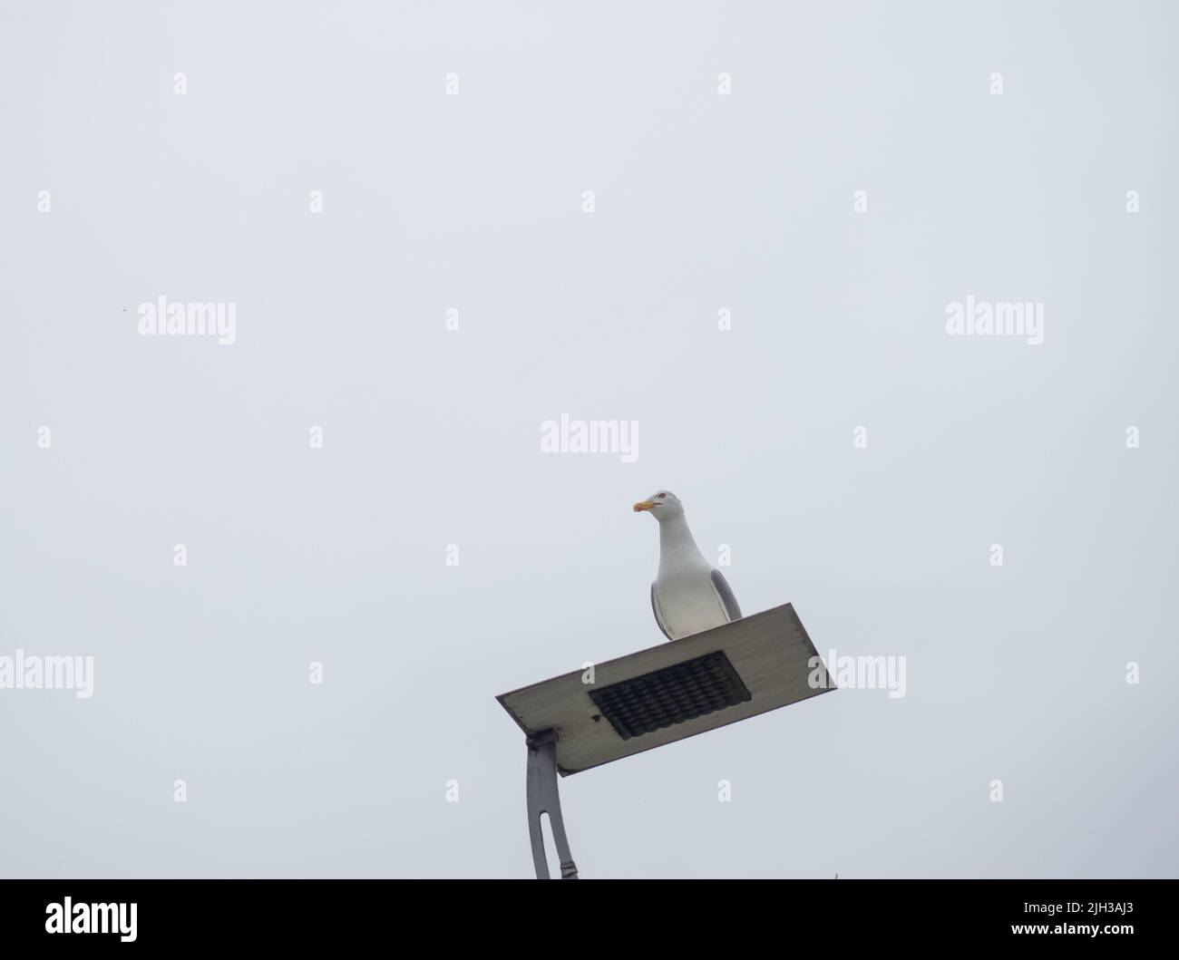 Street lamp bird hi-res stock photography and images - Alamy