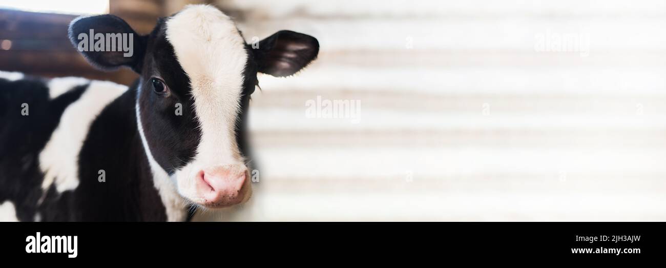 calf on the farm. Inside the farm is a cute baby cow. A lot of hay. Web ...