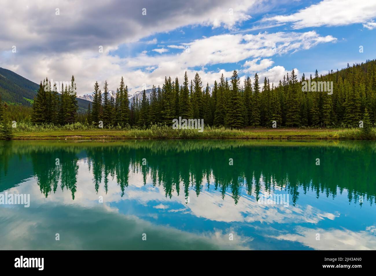 Banff trees hi-res stock photography and images - Alamy