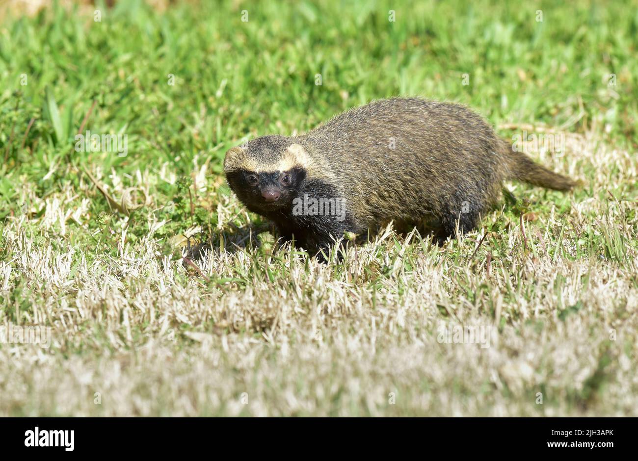 Little grison, in Pampas grassland environment, La Pampa Province ...