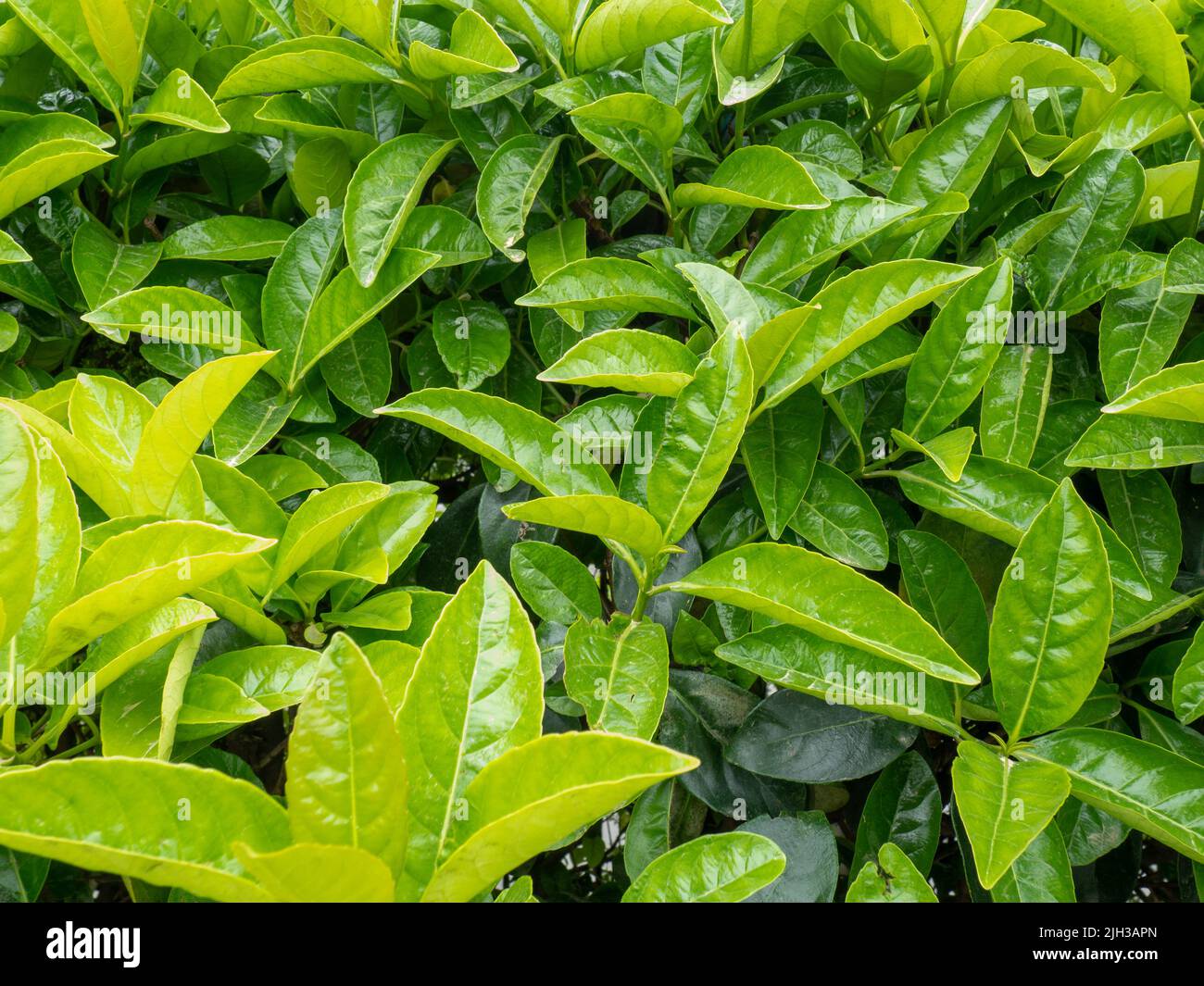 Fresh leaves on the bushes. Natural pattern. Leaves background. Red and ...