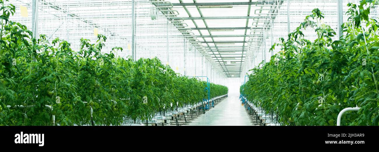green tomatoes sprout in the greenhouse. Industrial cultivation of ...
