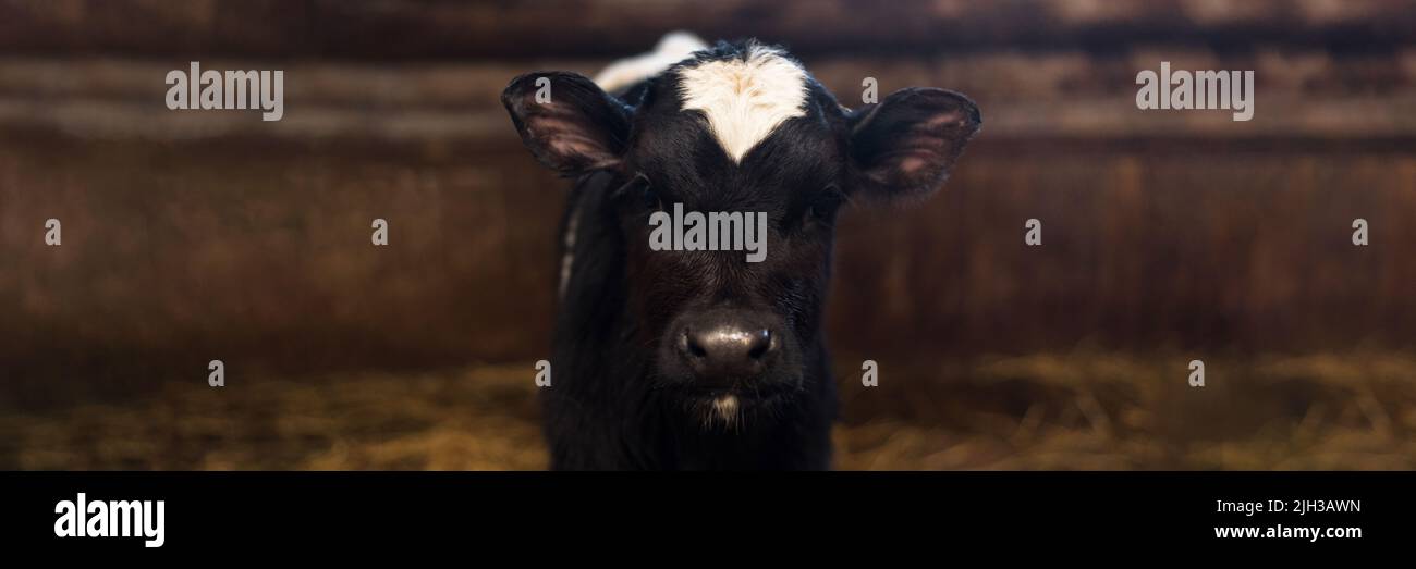 calf on the farm. Inside the farm is a cute baby cow. A lot of hay. Web ...