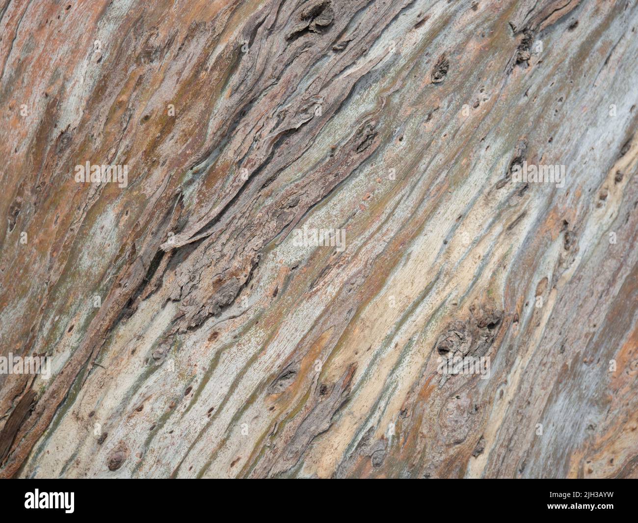 Background from the bark of a tree. Unusual natural background. The ...