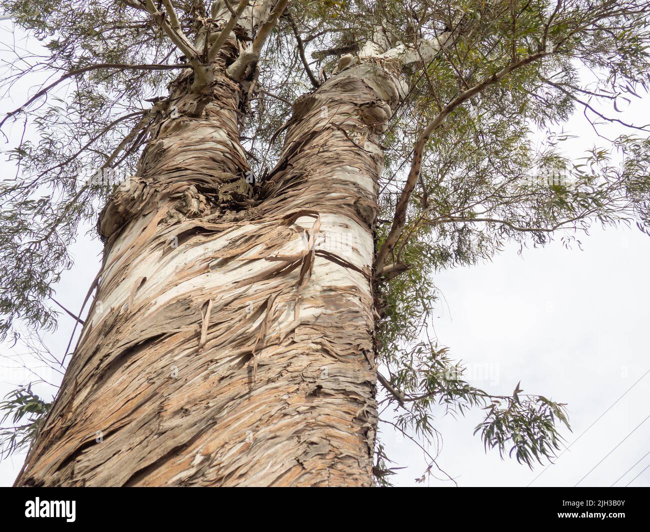 Tree on the seashore. Southern tree species. lonely plant. Nature Stock ...
