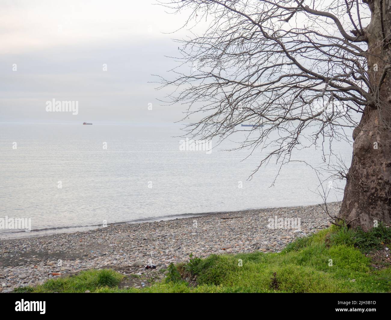 Tree on the seashore. Southern tree species. lonely plant. Nature and ...