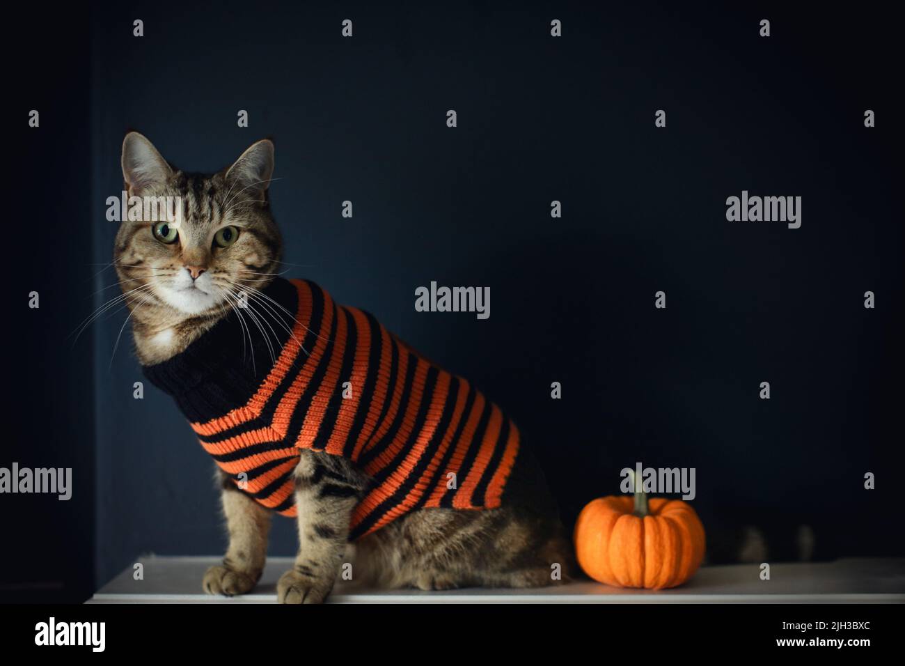 Photo of a cute tabby cat in a bright orange and black striped ...