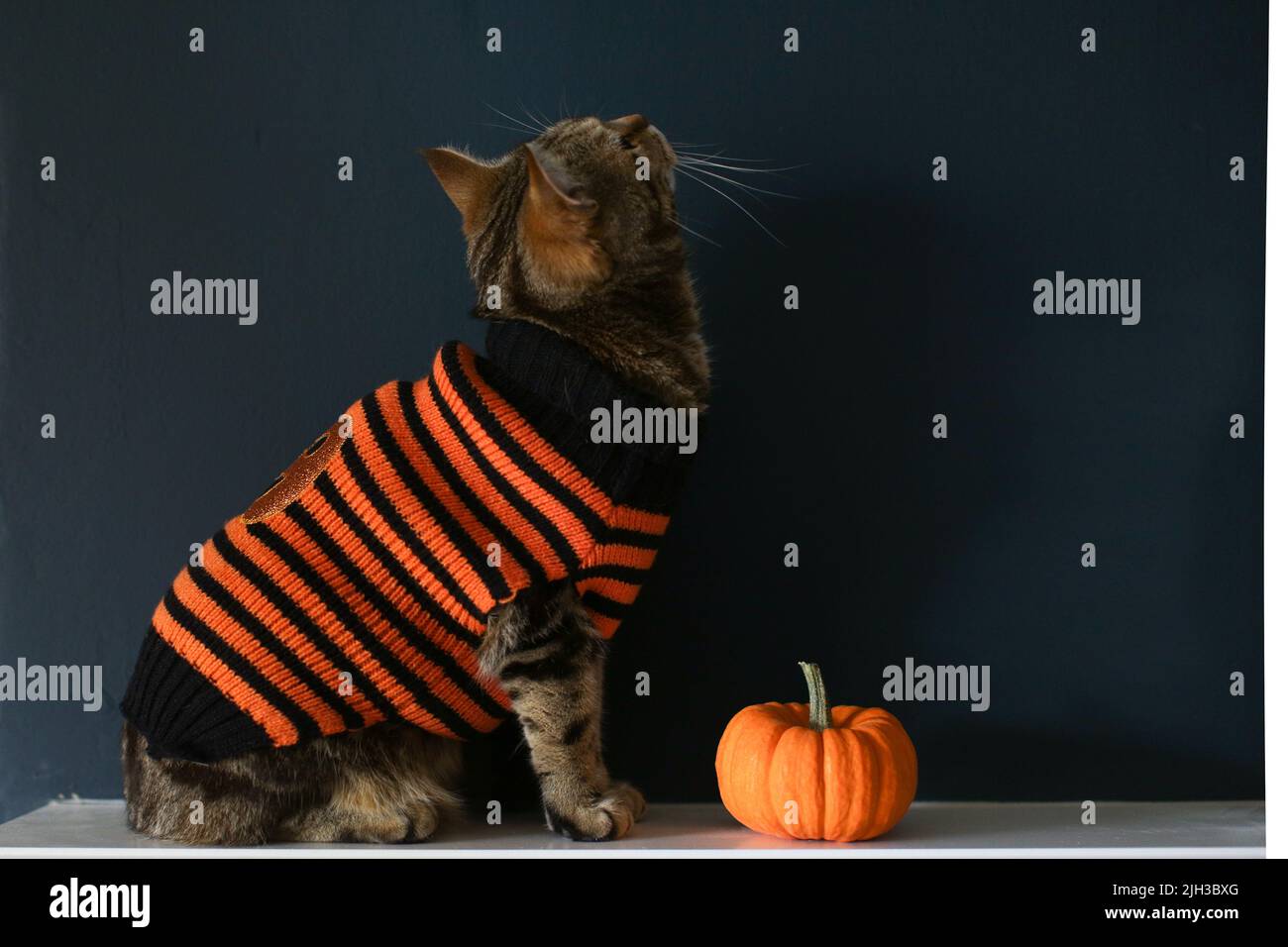 Photo of a cute tabby cat in a bright orange and black striped ...