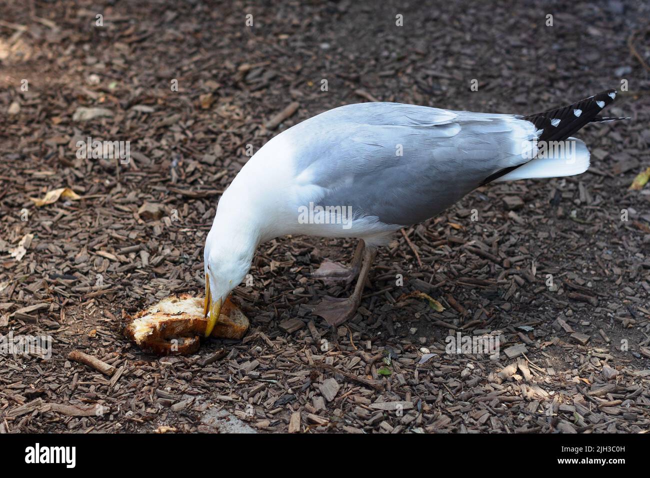 A hungry seagull scavenging for food swooped down and stole a piece of ...