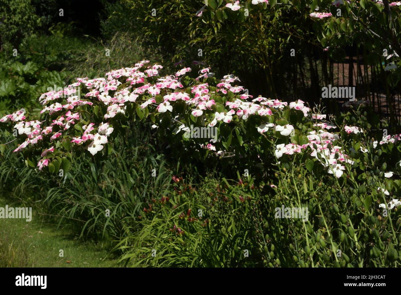 Flowering Shrub at Wisley Gardens Surrey England Stock Photo - Alamy