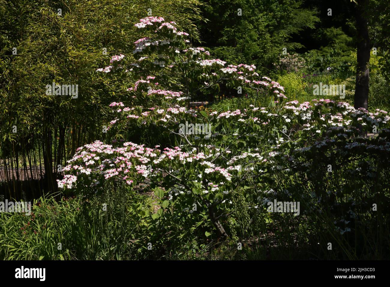 Flowering Shrub at Wisley RHS Gardens Surrey England Stock Photo - Alamy