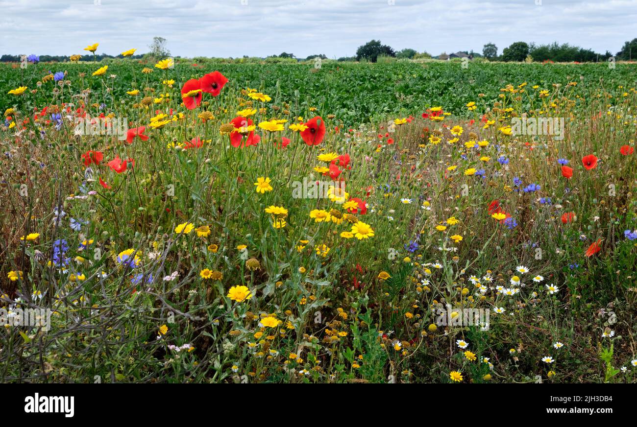 Colourful Wildflowers on the edge of a Suffolk field Stock Photo - Alamy
