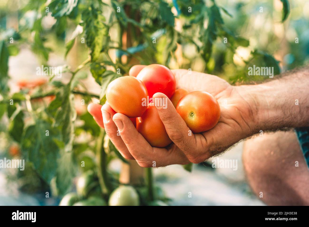 Young man hands holding natural healthy tomatoes from biological ...