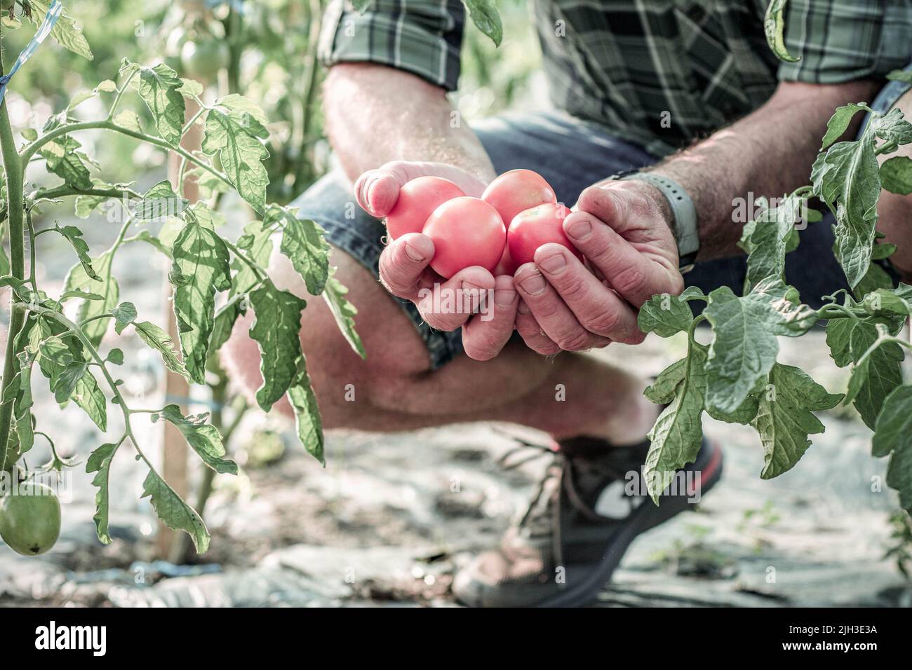 Young man hands holding natural healthy tomatoes from biological ...