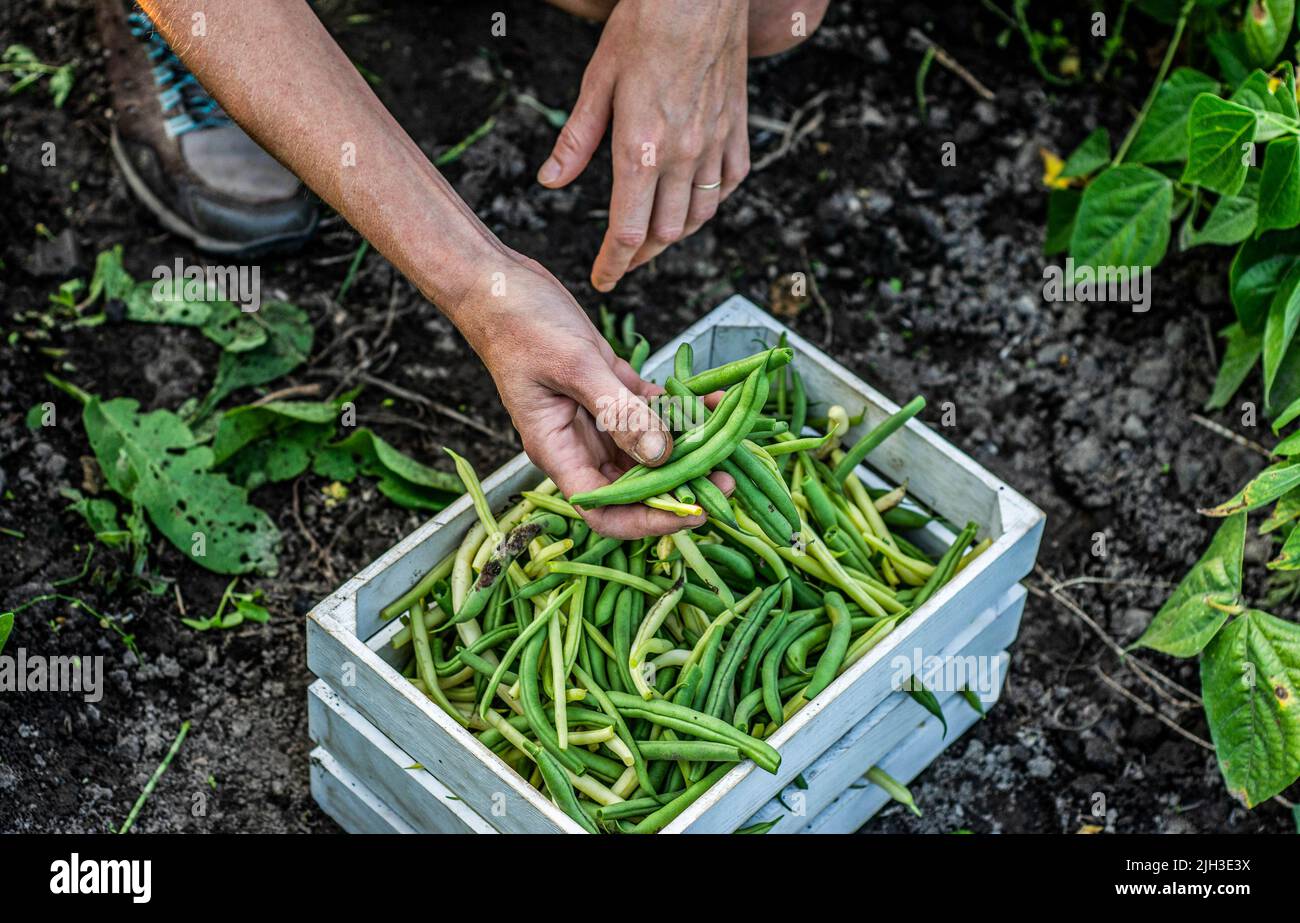 Close-up of a woman's hand collecting pods green beans on a summer day ...