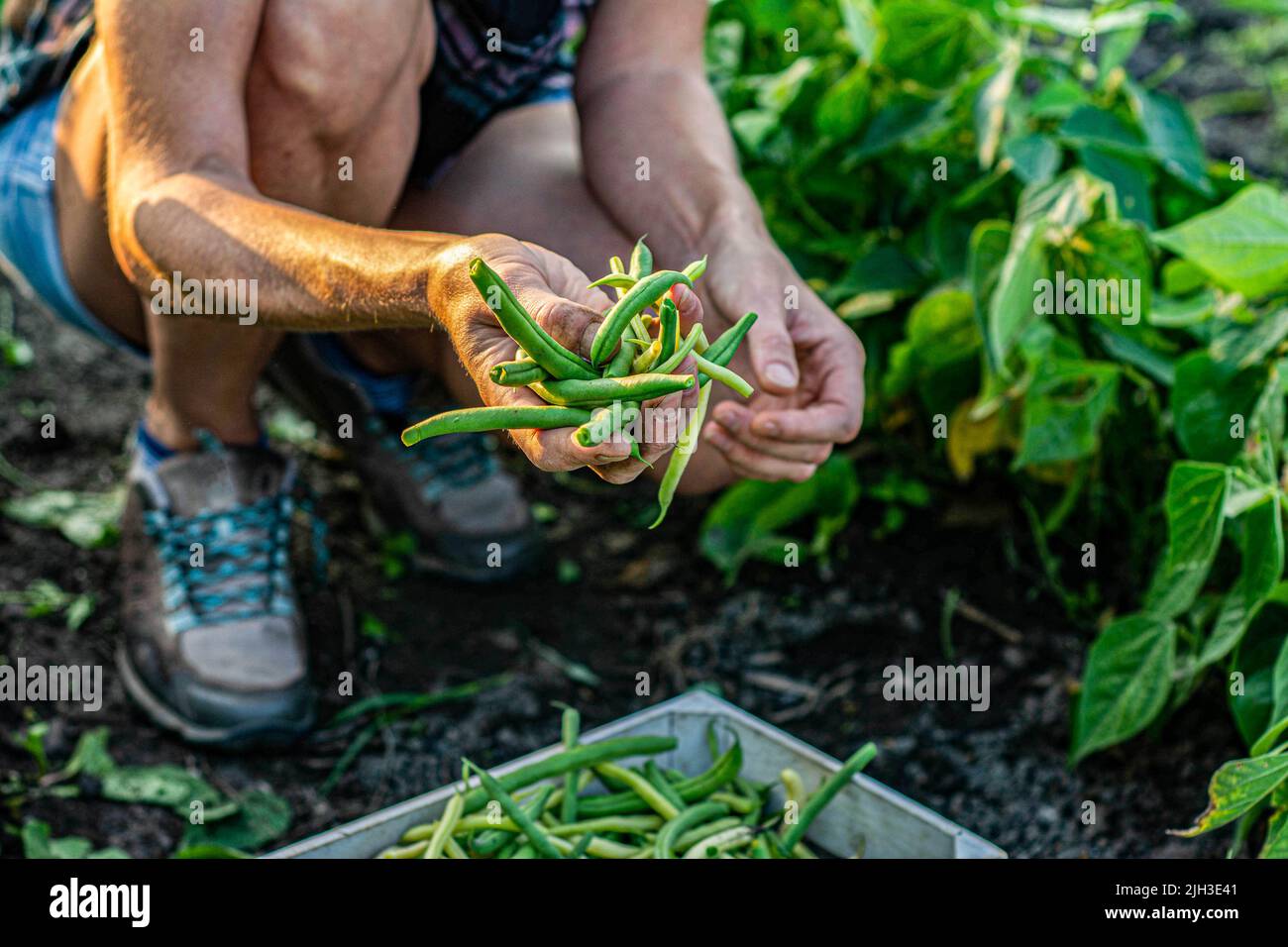 Close-up of a woman's hand collecting pods green beans on a summer day ...