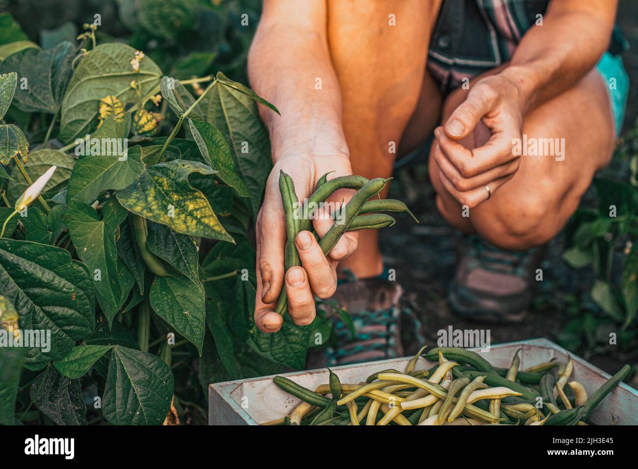 Close-up of a woman's hand collecting pods green beans on a summer day ...