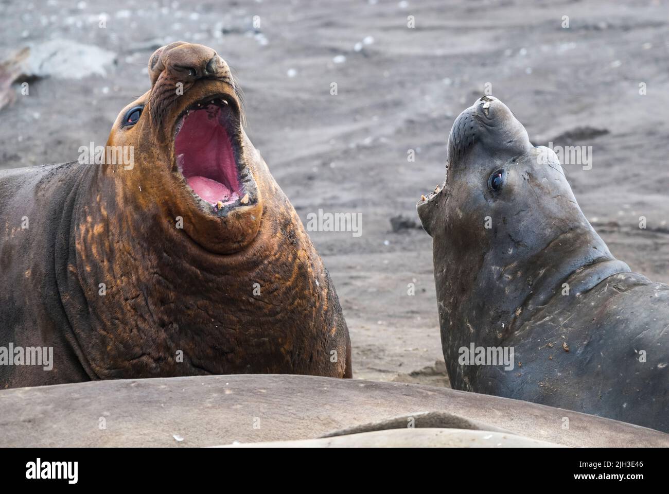 South Atlantic Elephant Seal, in antarctic environment , Hannah Point ...