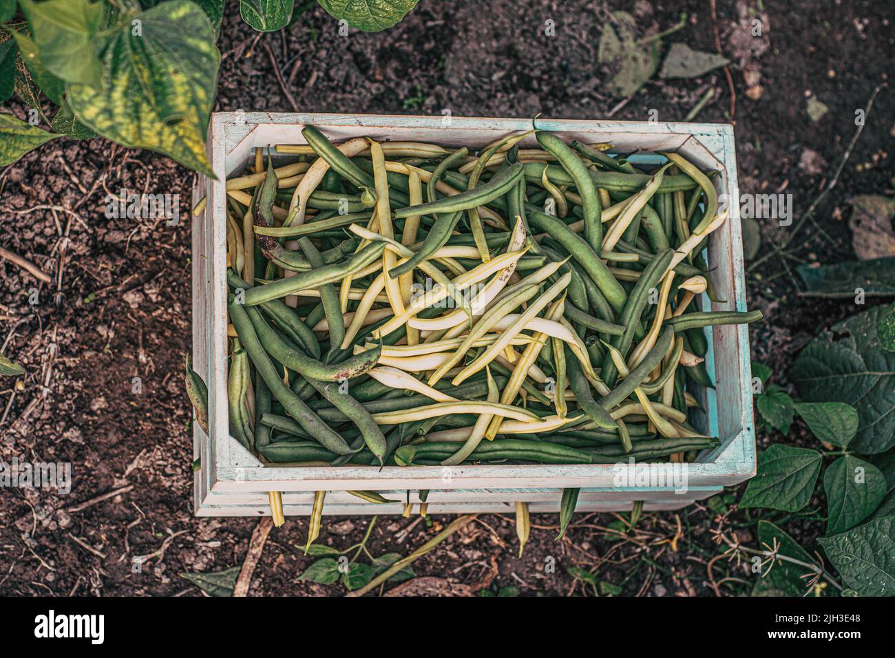 Bushel green beans hi-res stock photography and images - Alamy