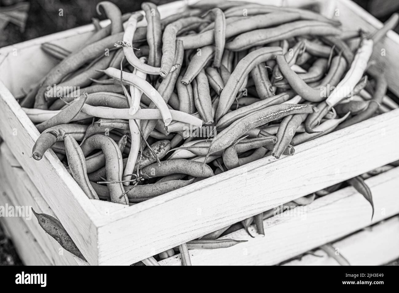 Bushel green beans hi-res stock photography and images - Alamy