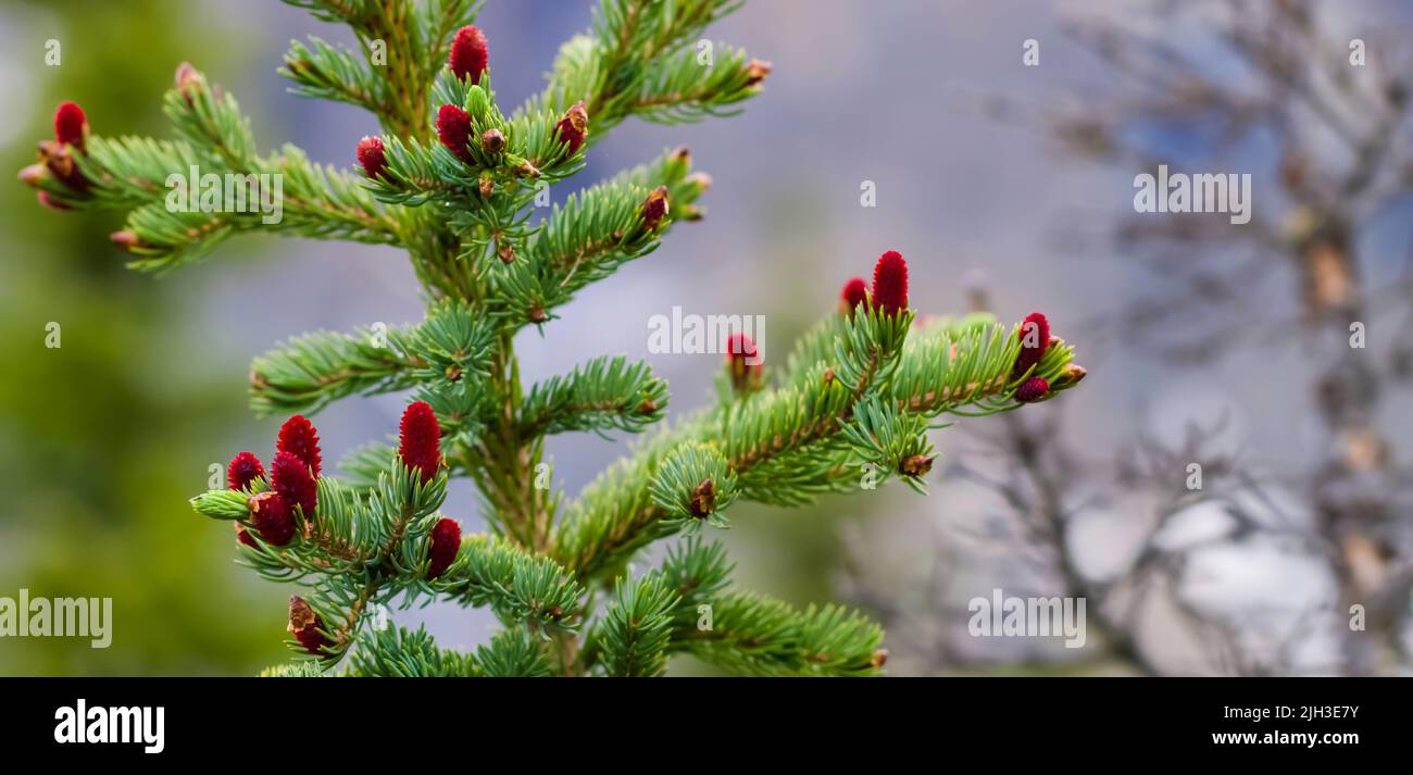 A young pine tree with new baby pinecones growing Stock Photo - Alamy