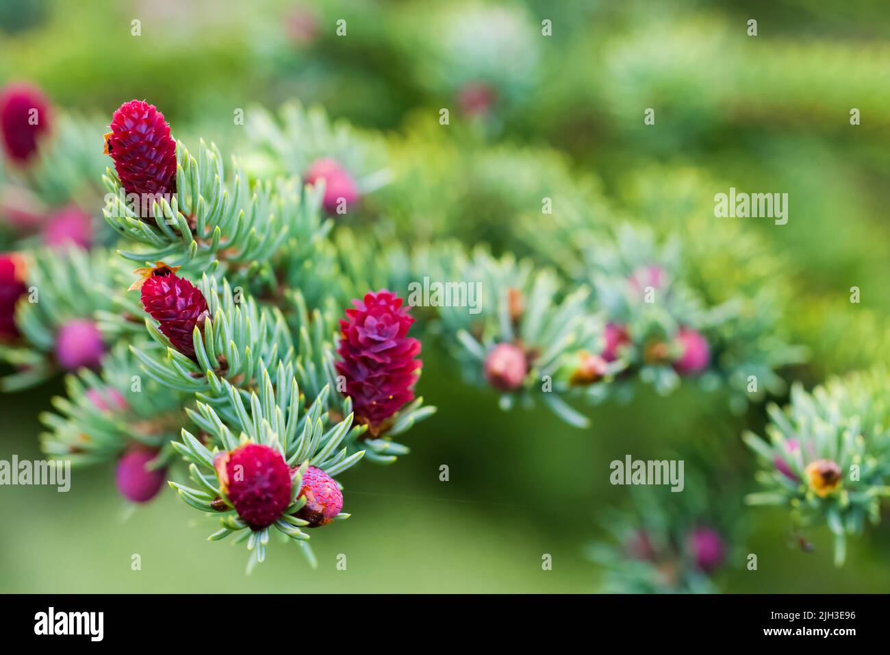 Baby pine cones hi-res stock photography and images - Alamy