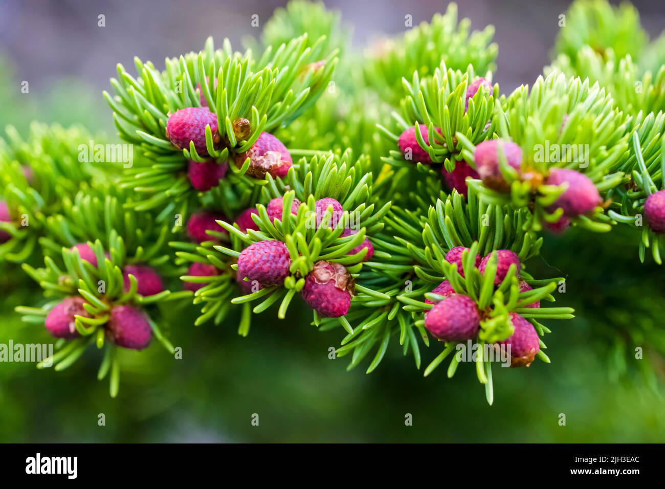 Baby pinecones hi-res stock photography and images - Alamy