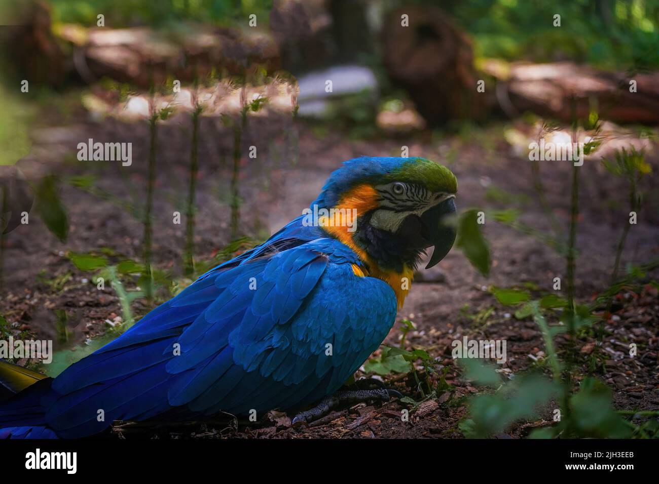 Colorful macaw parrot walking on a ground against blurred background ...