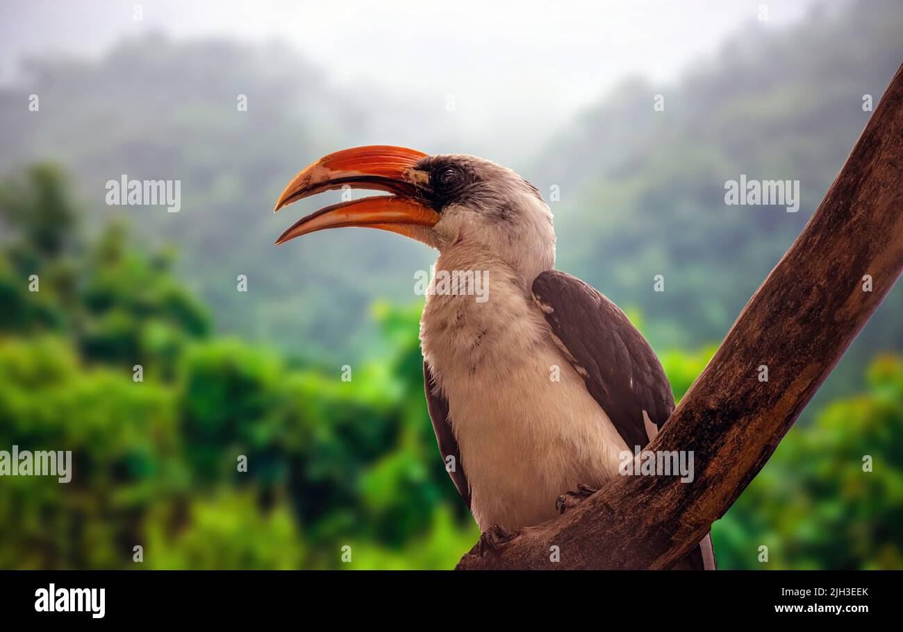 The northern red-billed hornbill sitting on a branch of a tree, aka ...